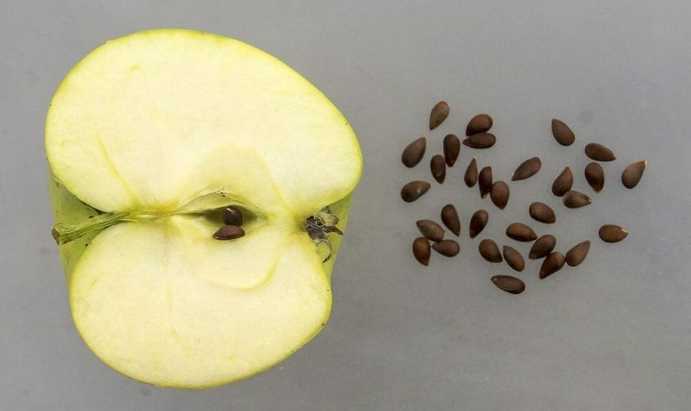 Can You Use Apple Seeds To Grow A Tree?