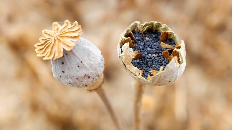How To Grow Poppy From Seed? Know Here